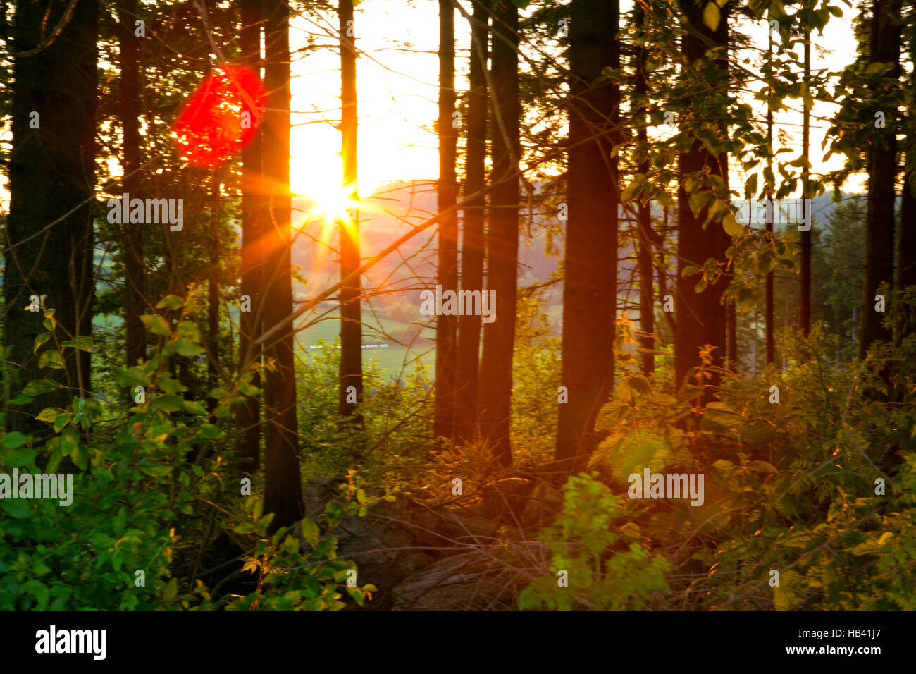 Beautiful forest scene in summer hi-res stock photography and images ...