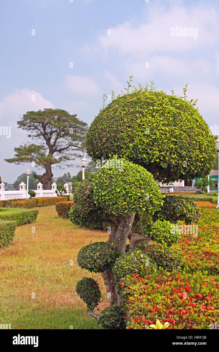Trimmed bush hi-res stock photography and images - Alamy