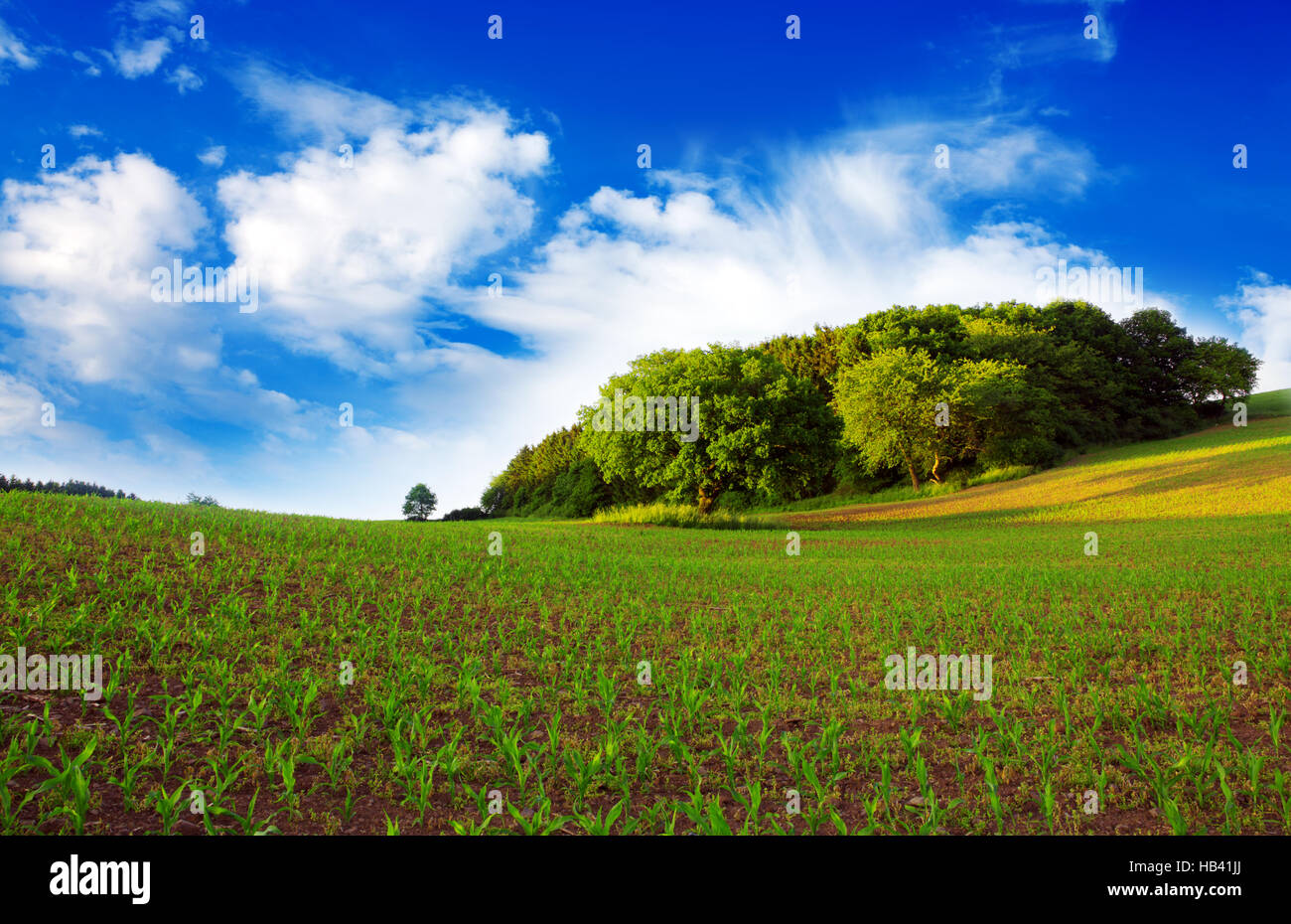 Corn field landscape hi-res stock photography and images - Alamy