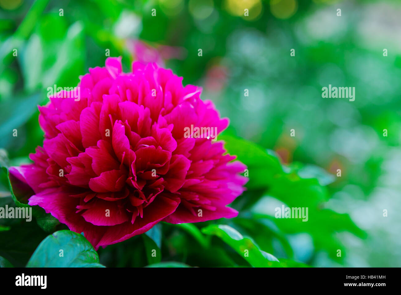 Garden red peonies hi-res stock photography and images - Alamy