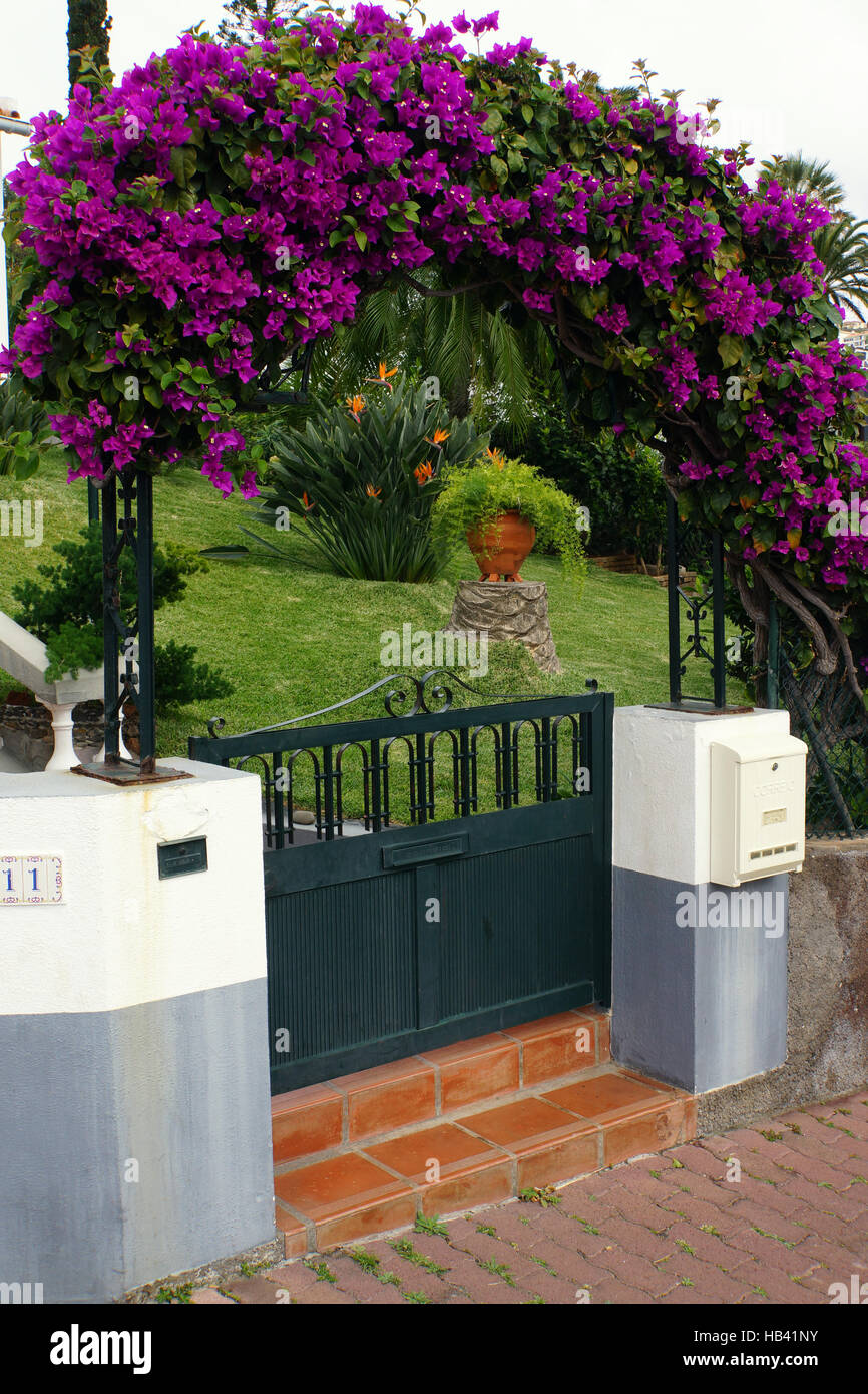 garden gate with paperflower Stock Photo - Alamy
