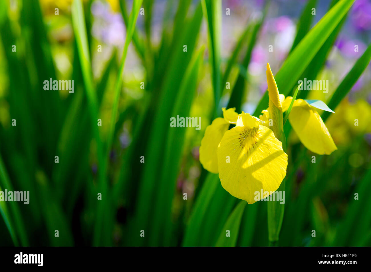 In yellow iris hi-res stock photography and images - Alamy
