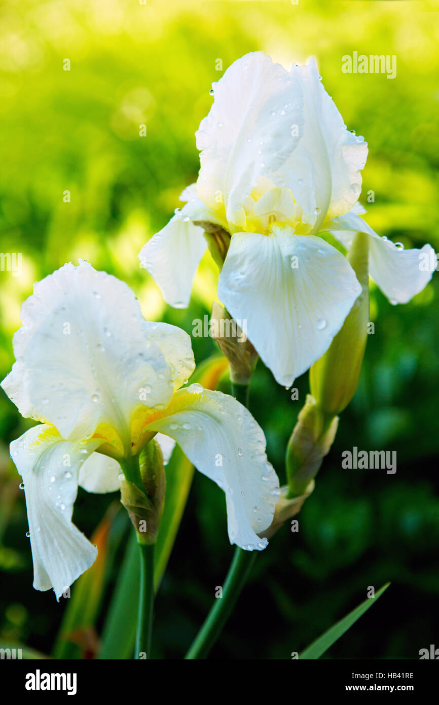 White iris color hi-res stock photography and images - Alamy