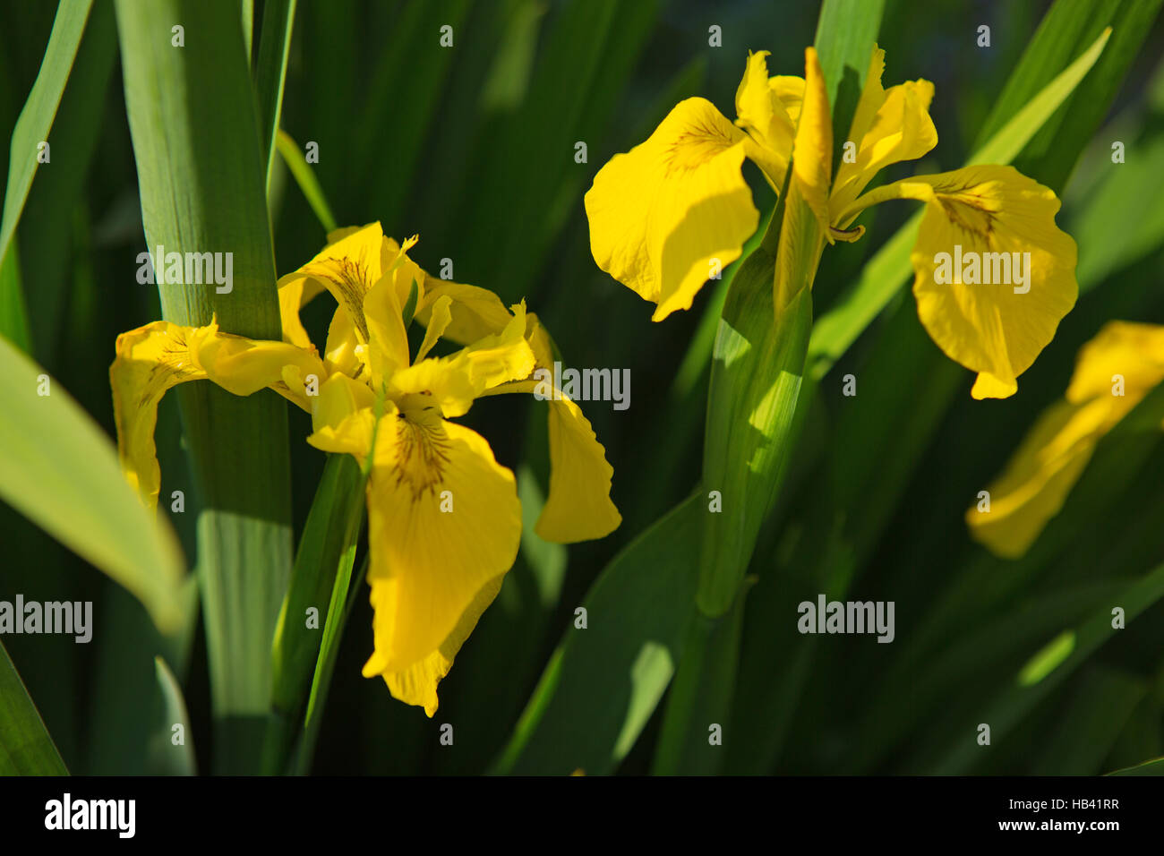 Yellow Iris flower in the garden Stock Photo - Alamy