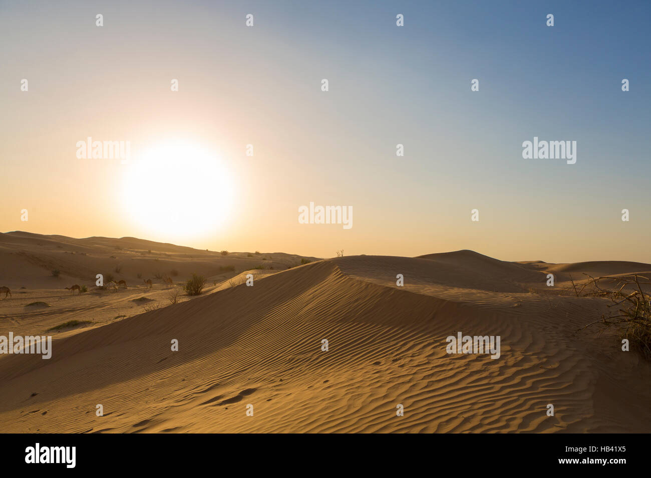 Sand dunes desert near Dubai in UAE Stock Photo - Alamy
