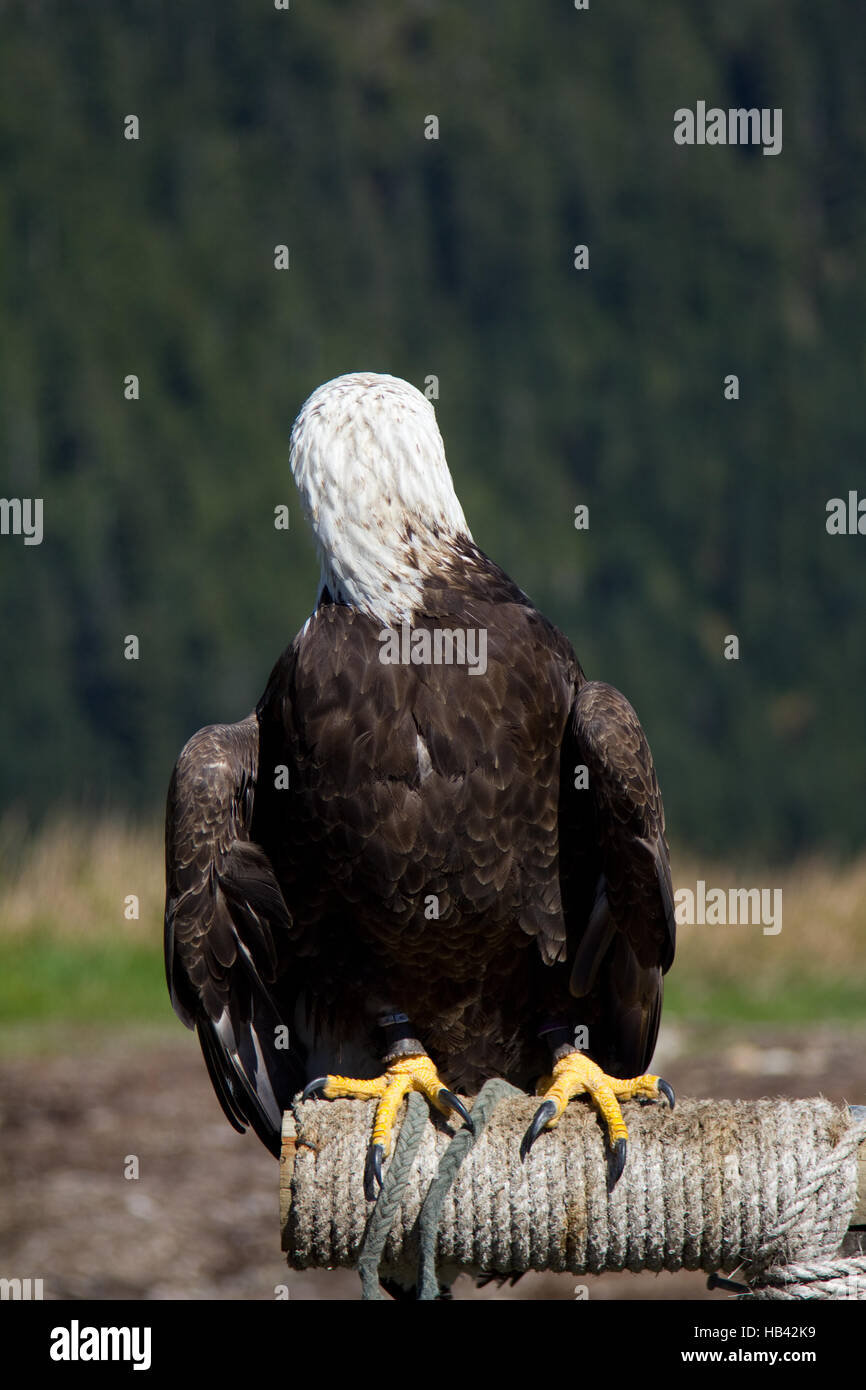 Front shot of a Bald Eagle looking back at the Grouse Mountain ...