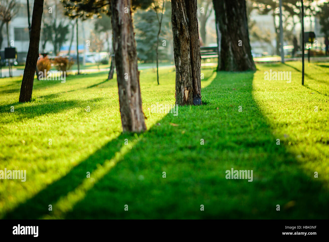 Shadow of trees hi-res stock photography and images - Alamy