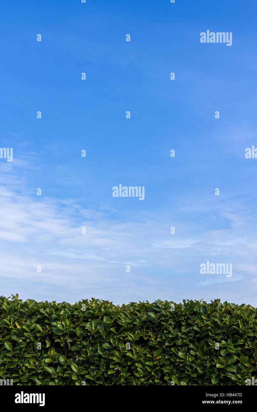 Pruned hedge hi-res stock photography and images - Alamy