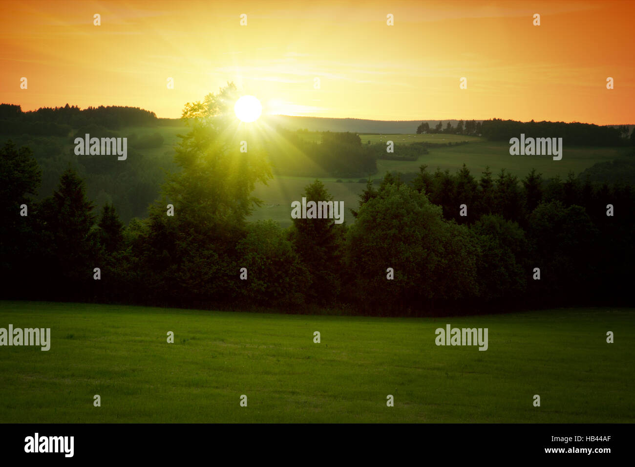 Forest german hi-res stock photography and images - Alamy