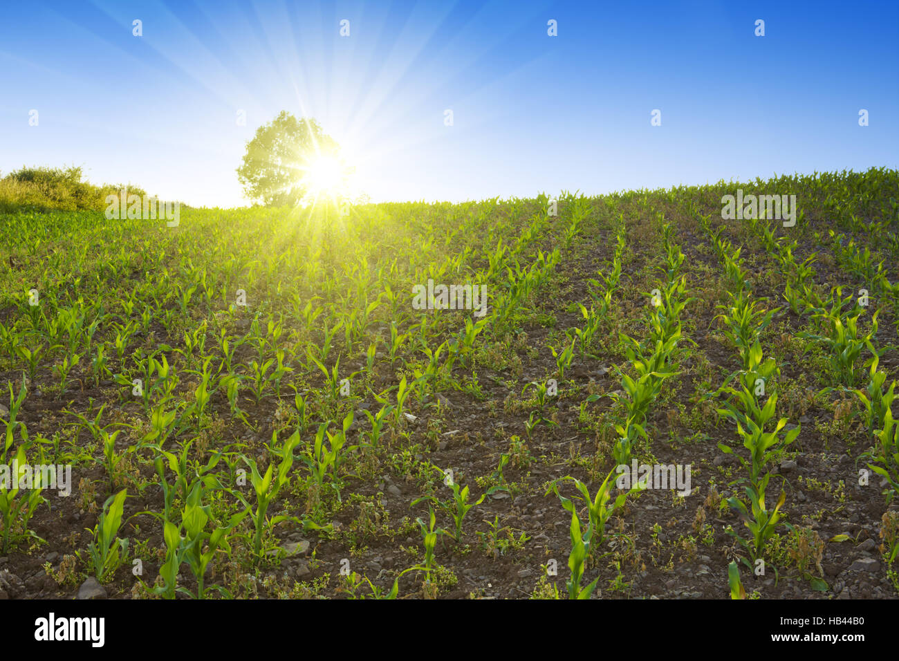 Single tree and corn field Stock Photo - Alamy