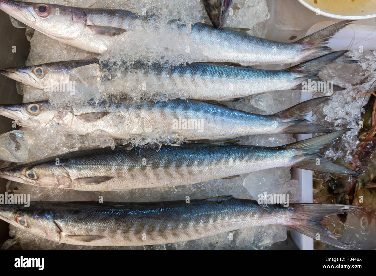 Dead barracudas in fish market, Koh Chang Island. Thailand Stock Photo ...