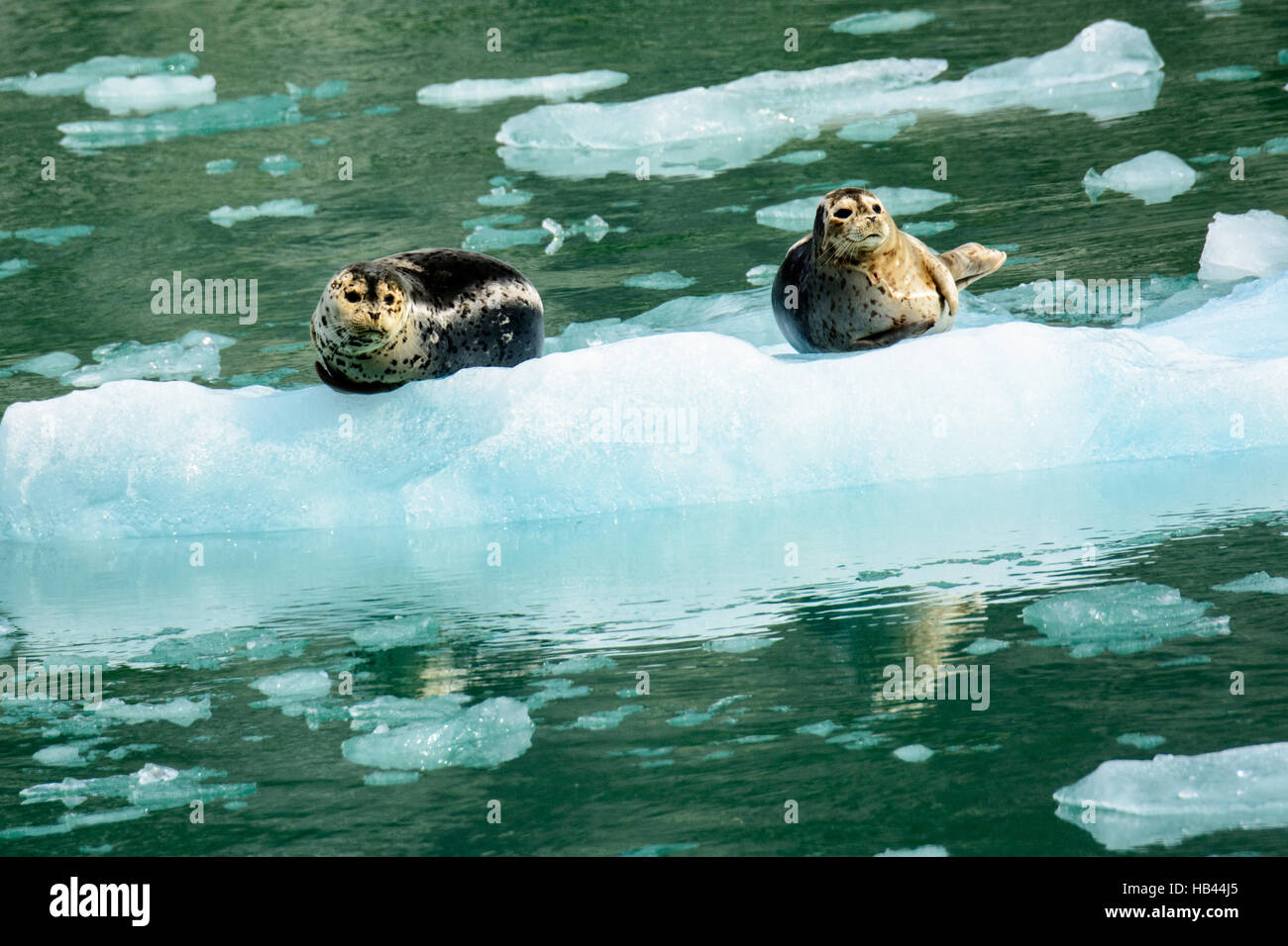 Animals on iceberg hi-res stock photography and images - Alamy
