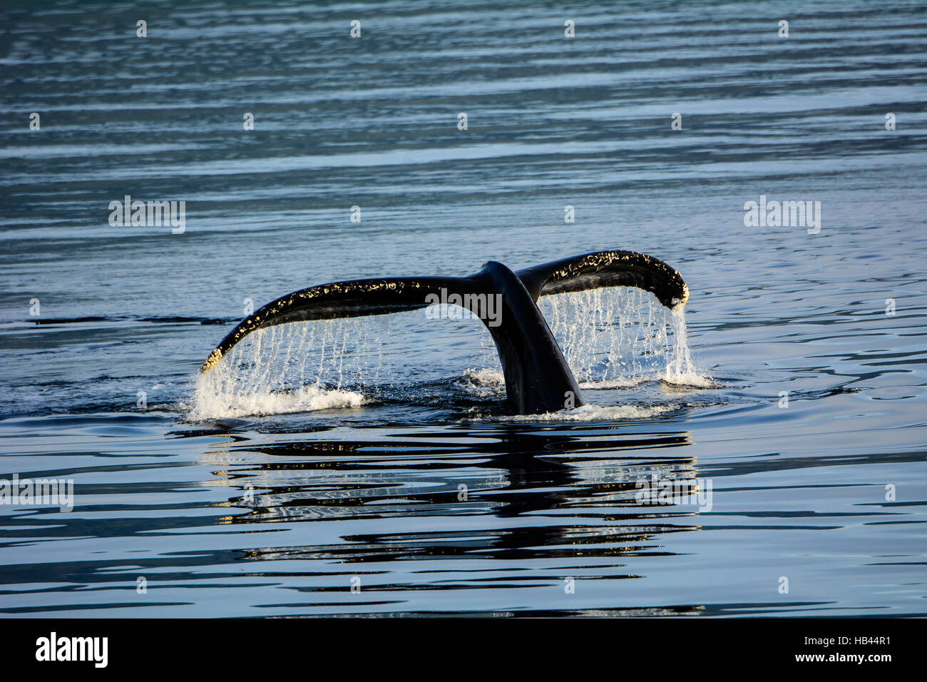 Tail fluke of a humpback whale Stock Photo - Alamy