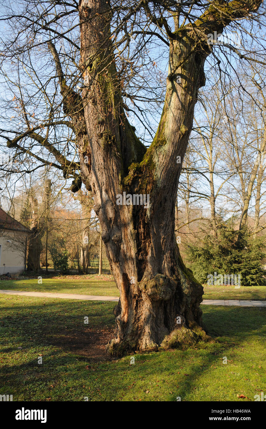 Tilia cordata, Small-leaved lime, old tree Stock Photo - Alamy