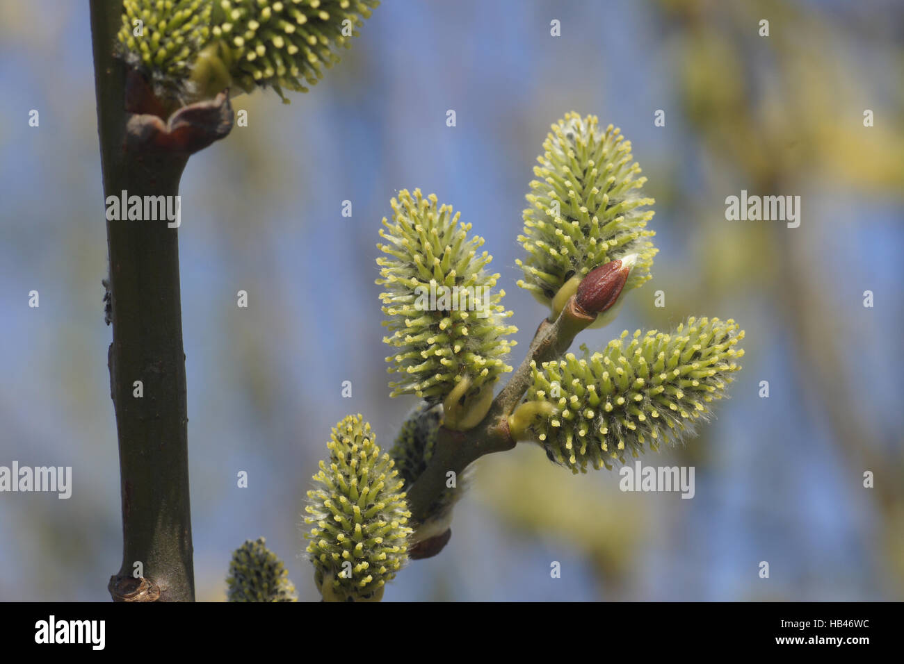 Salix caprea, Pussy willow, female flowers Stock Photo - Alamy