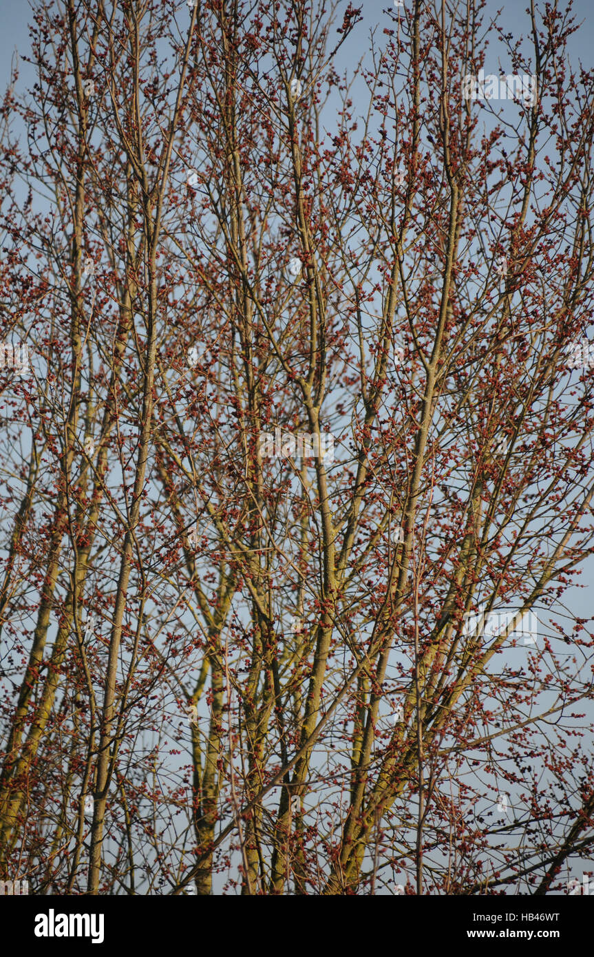 Ulmus minor, Field elm, flowering tree Stock Photo - Alamy