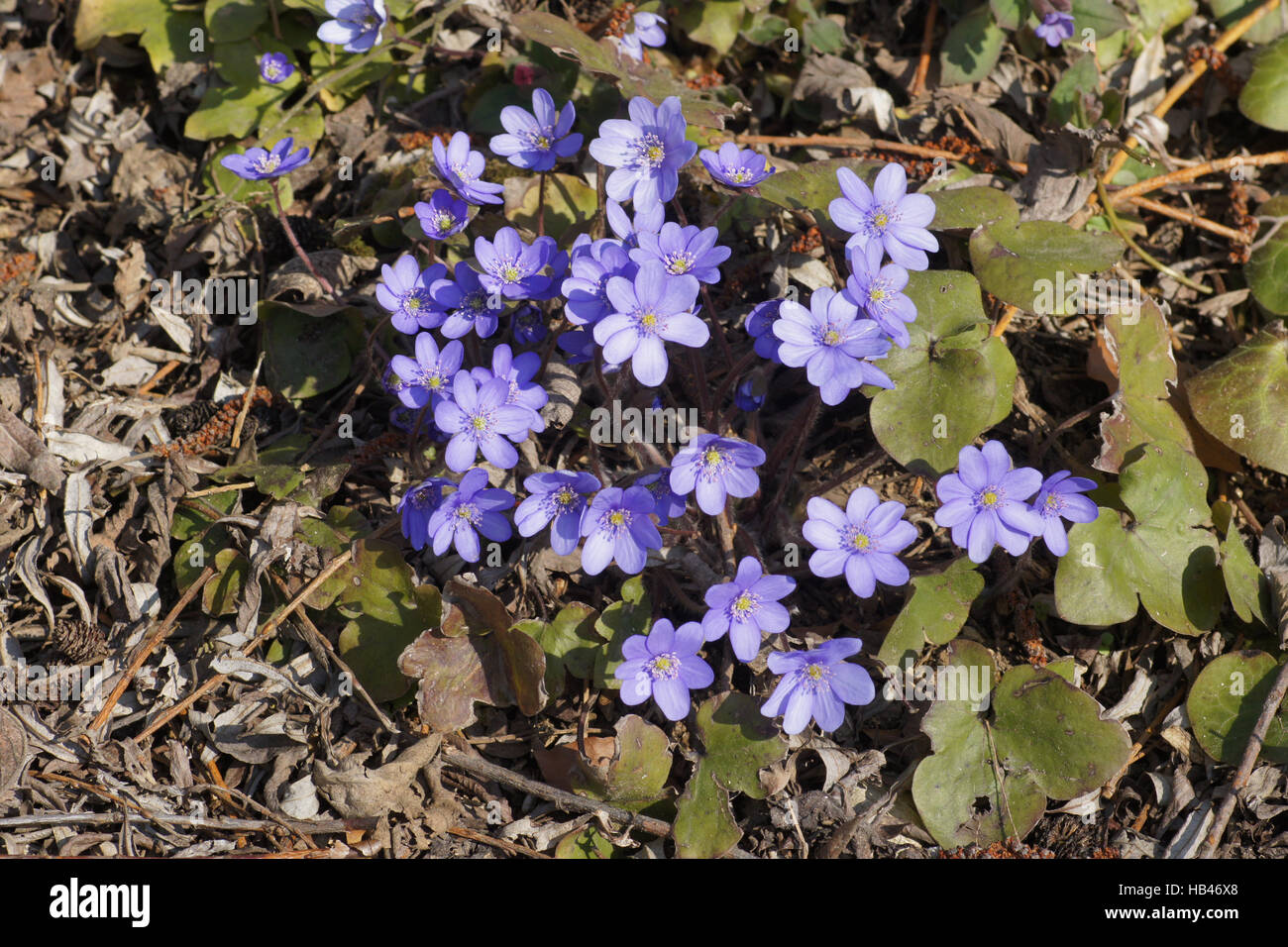 Hepatica nobilis, Anemone hepatica Stock Photo - Alamy