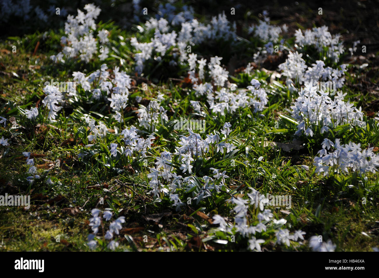 Scilla mischtschenkoana, Early squill Stock Photo - Alamy