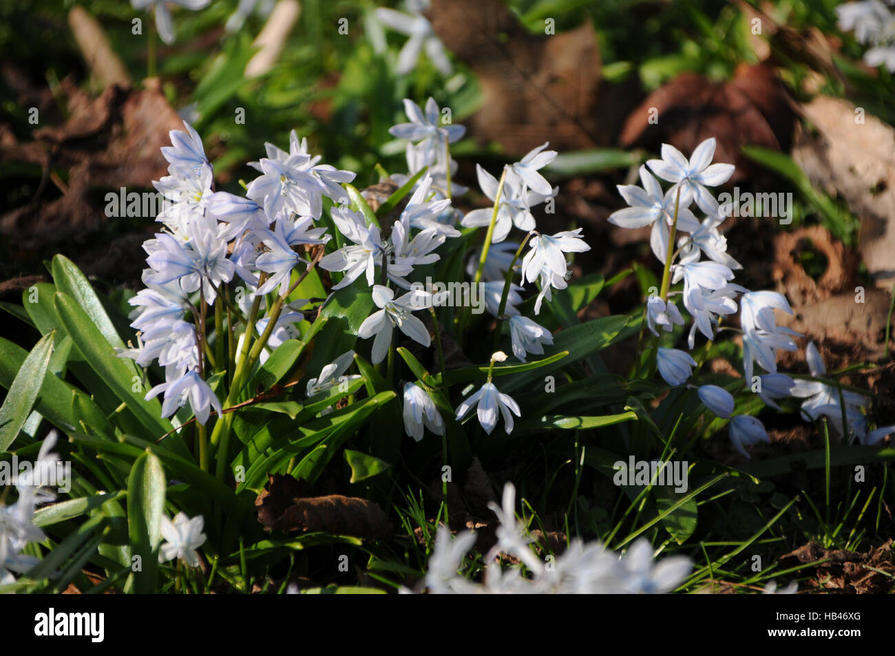 Scilla mischtschenkoana, Early squill Stock Photo - Alamy