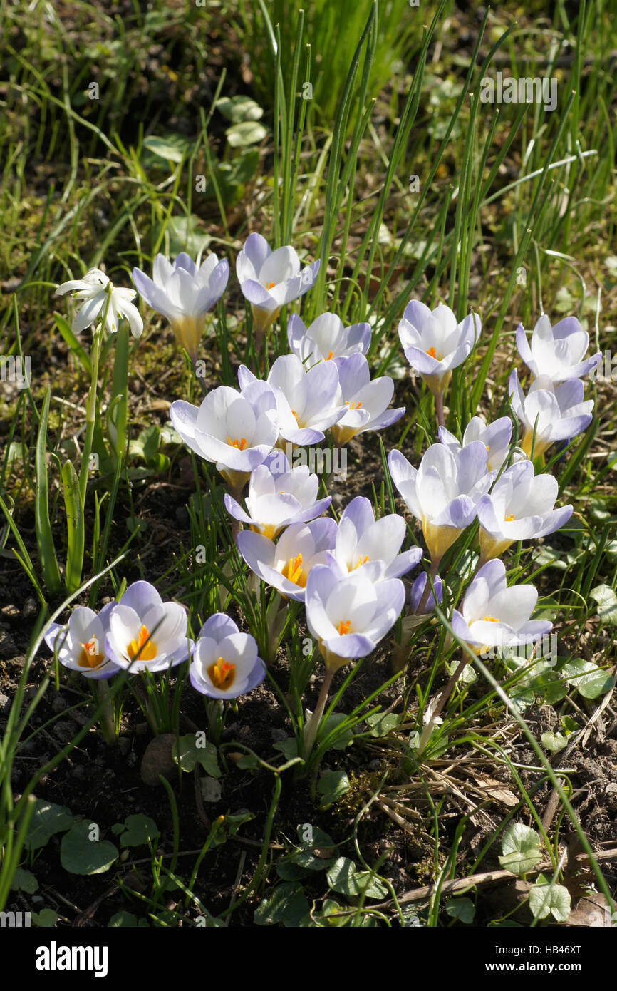 Crocus vernus, Spring crocus Stock Photo - Alamy