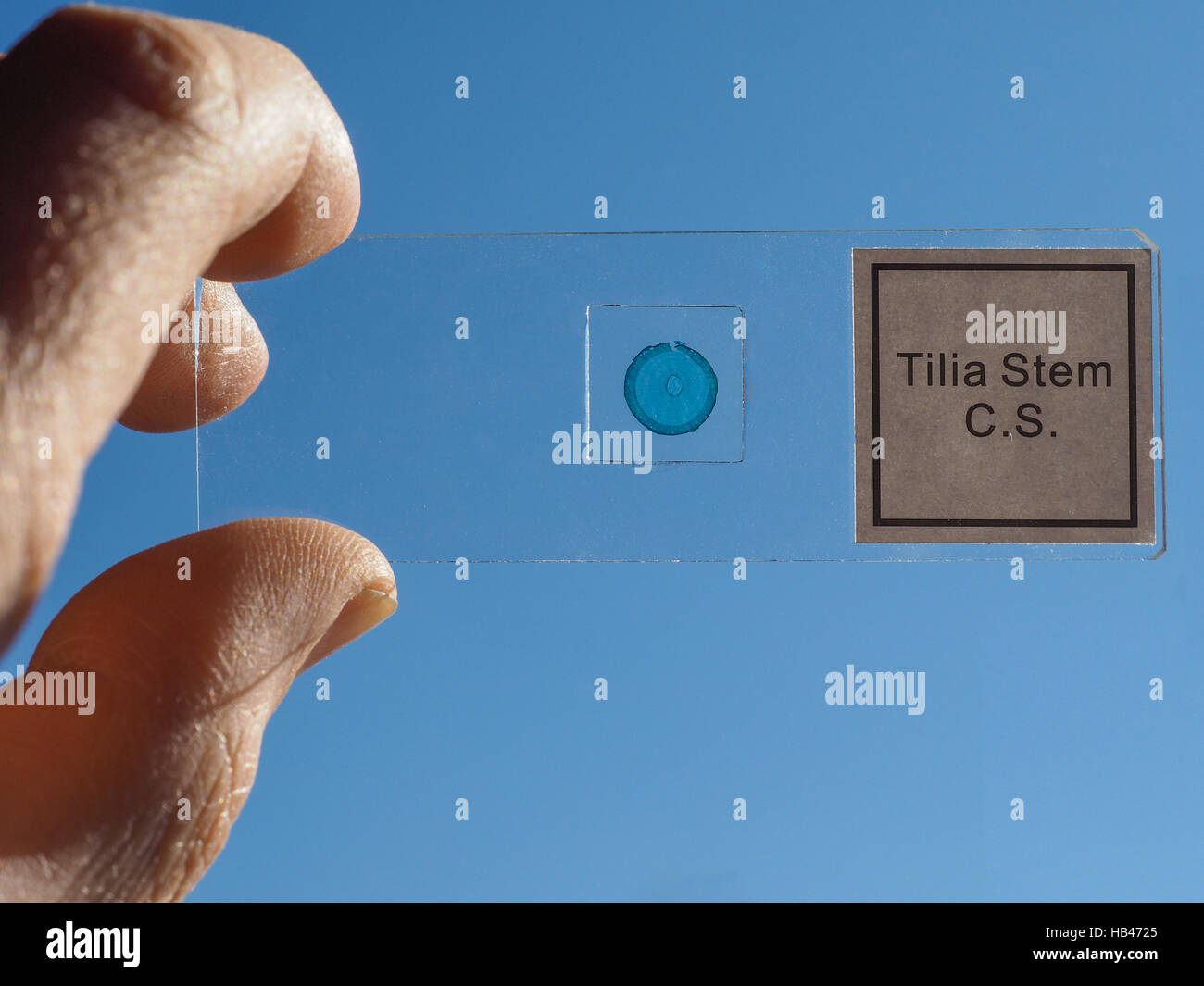 Slide for optical microscope Stock Photo - Alamy