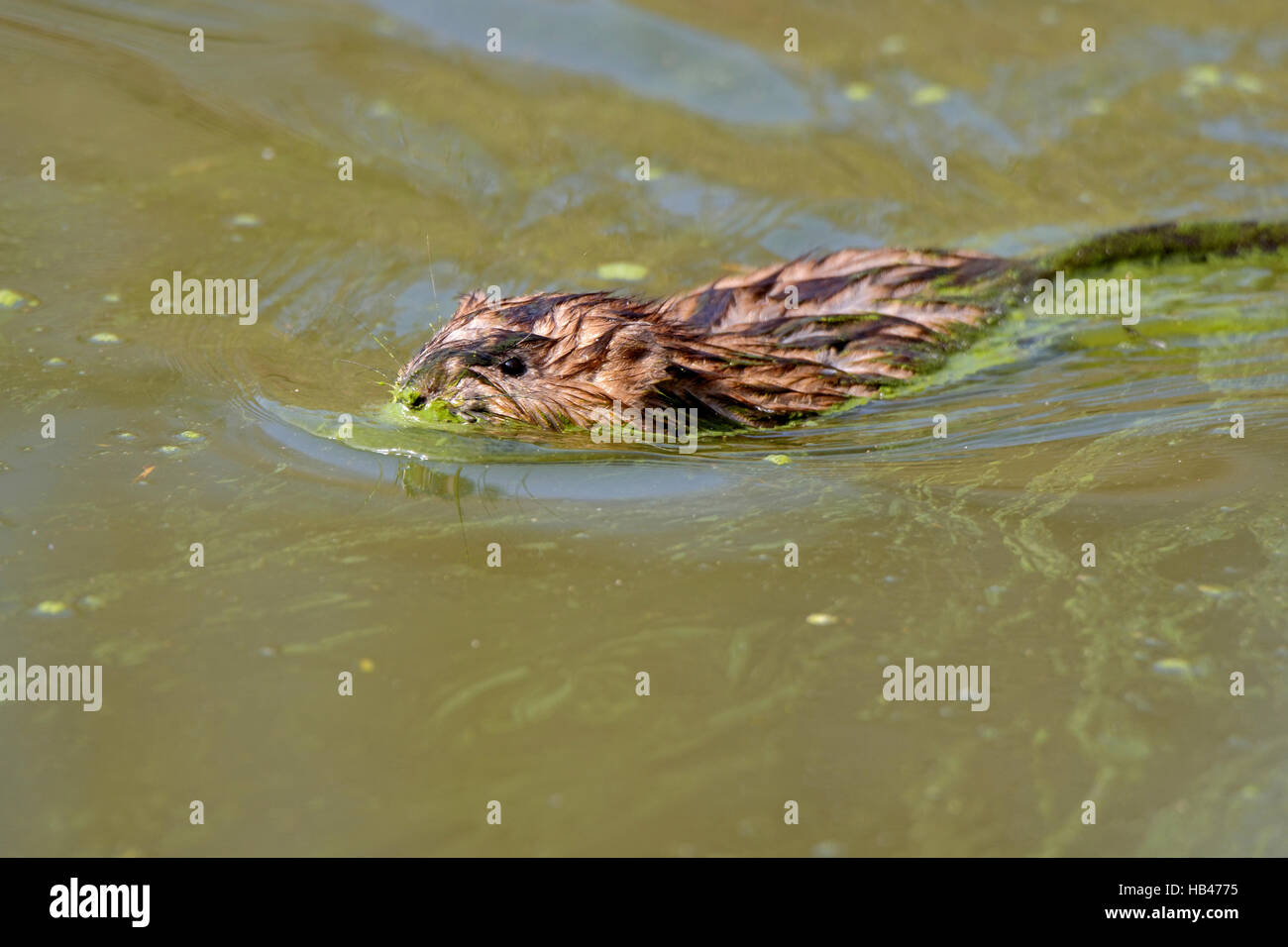 Beaver Face Stock Photos & Beaver Face Stock Images - Alamy