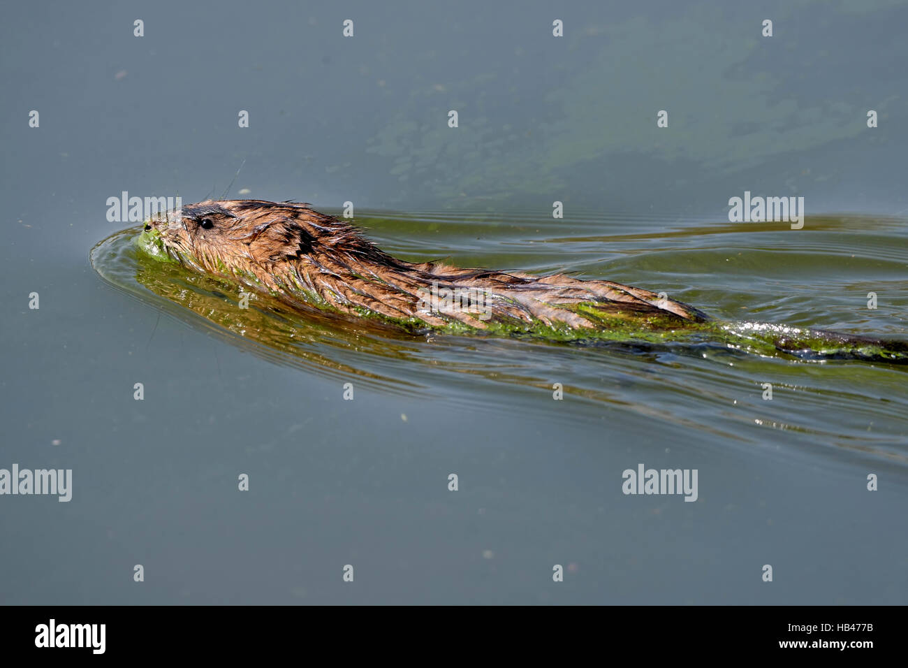 Beaver tail canada hi-res stock photography and images - Alamy