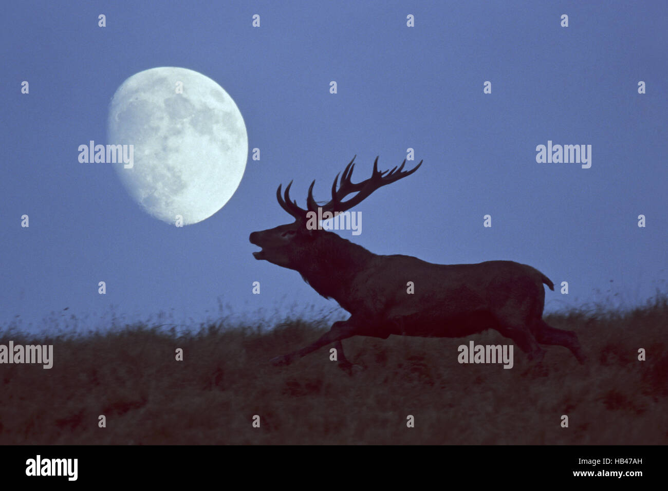 Moon deer hi-res stock photography and images - Alamy
