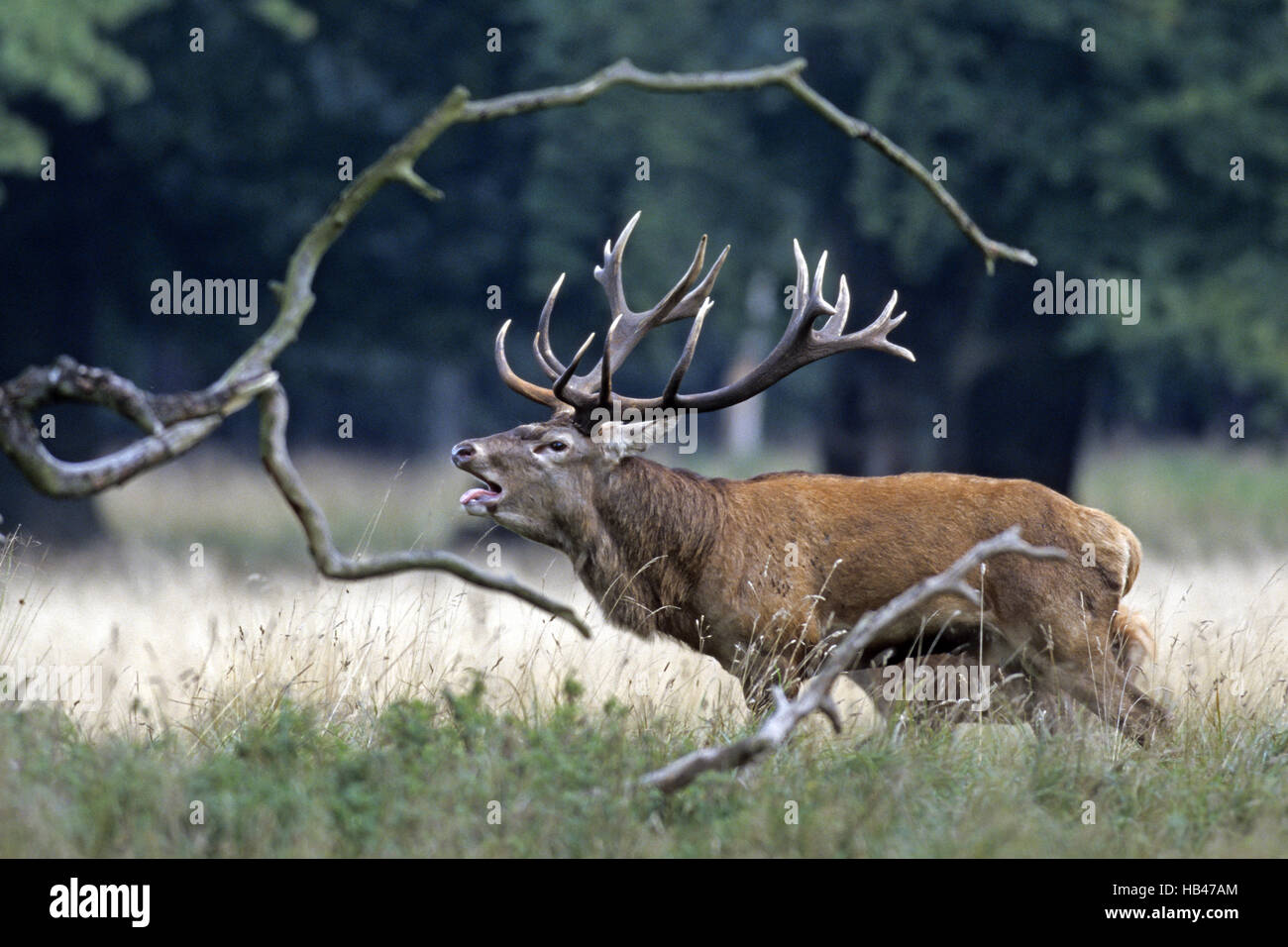Red Deer stag roaring in the rut Stock Photo - Alamy