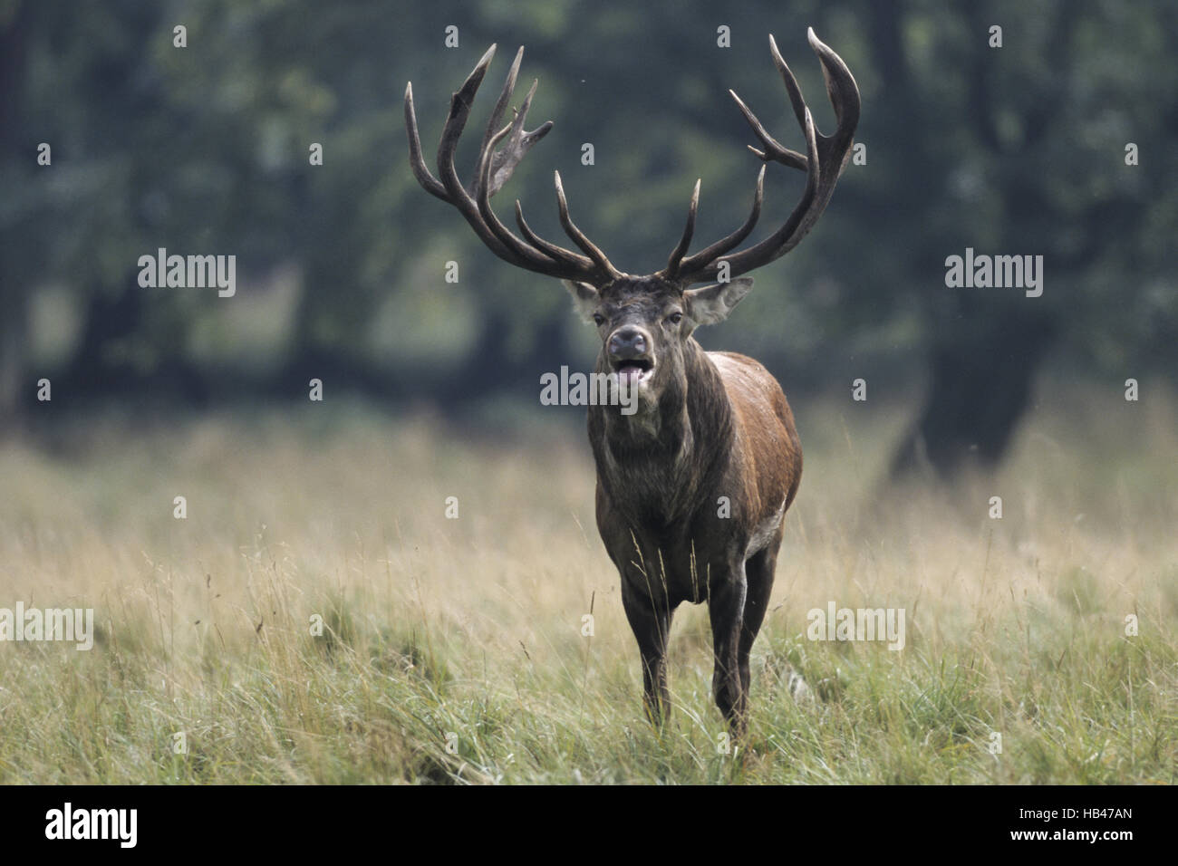 Red Deer stag roaring in the rut Stock Photo - Alamy