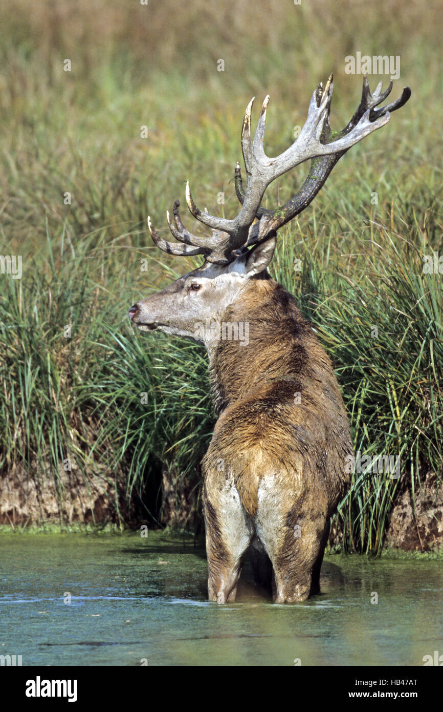 Stag in water hi-res stock photography and images - Alamy