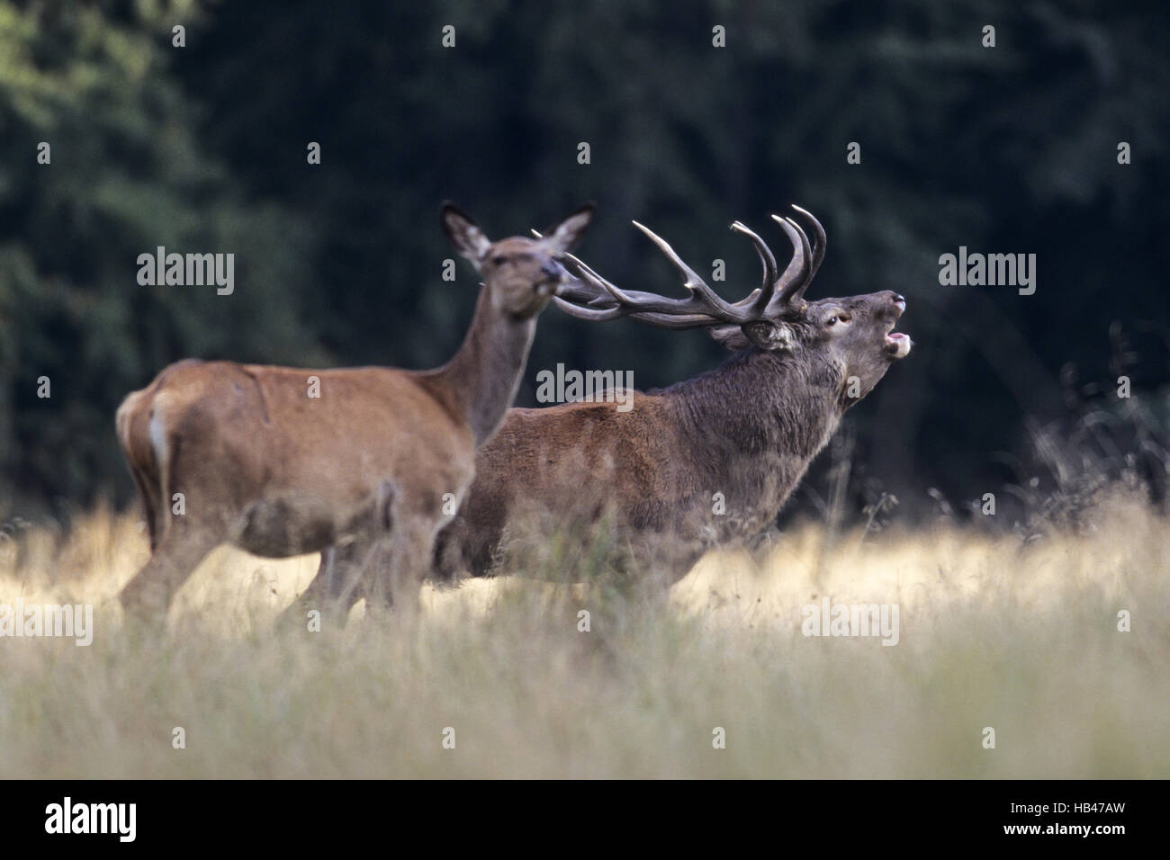 Red Deer Stag roaring and hind Stock Photo - Alamy