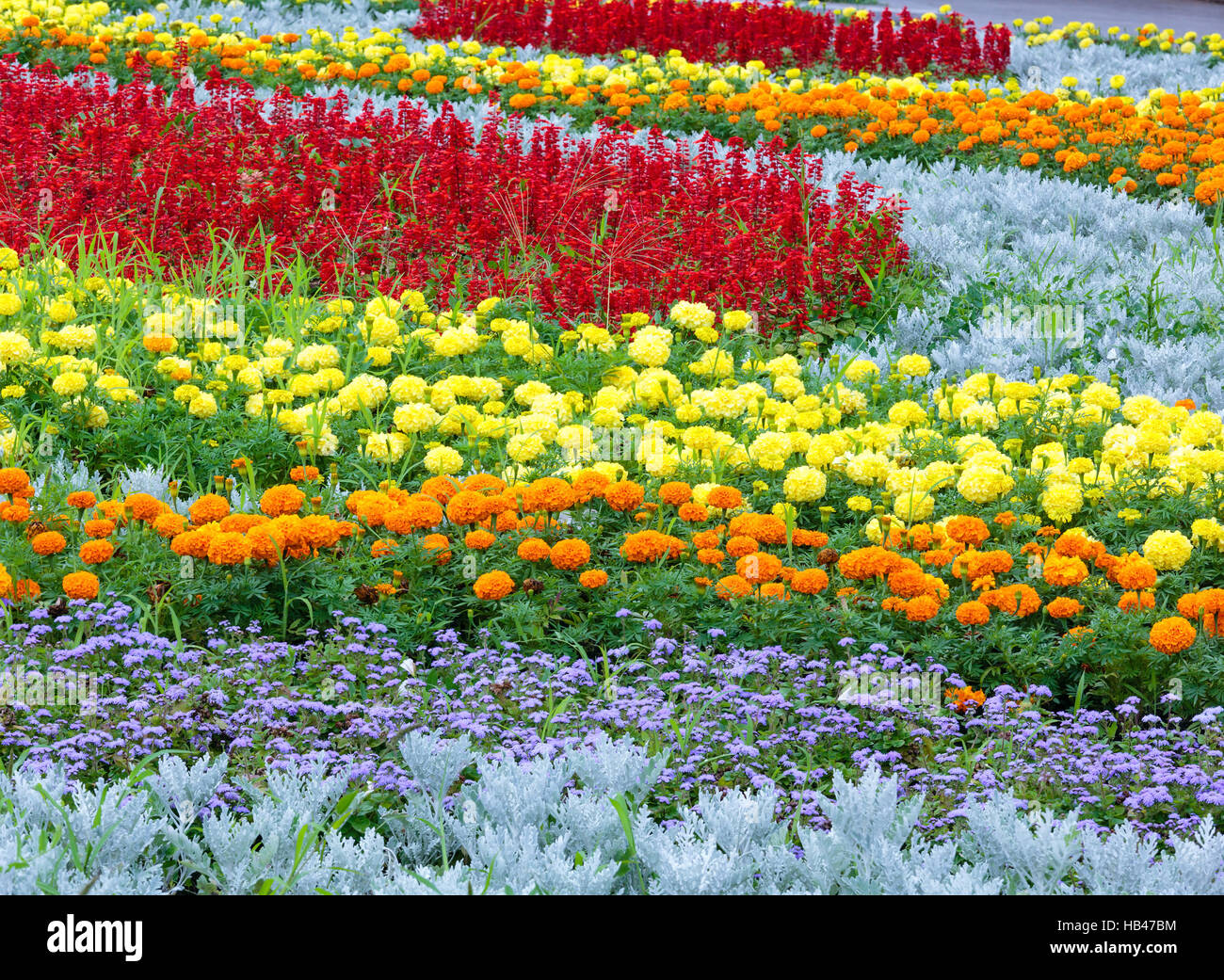 Summer colorful flowerbed. Background Stock Photo - Alamy