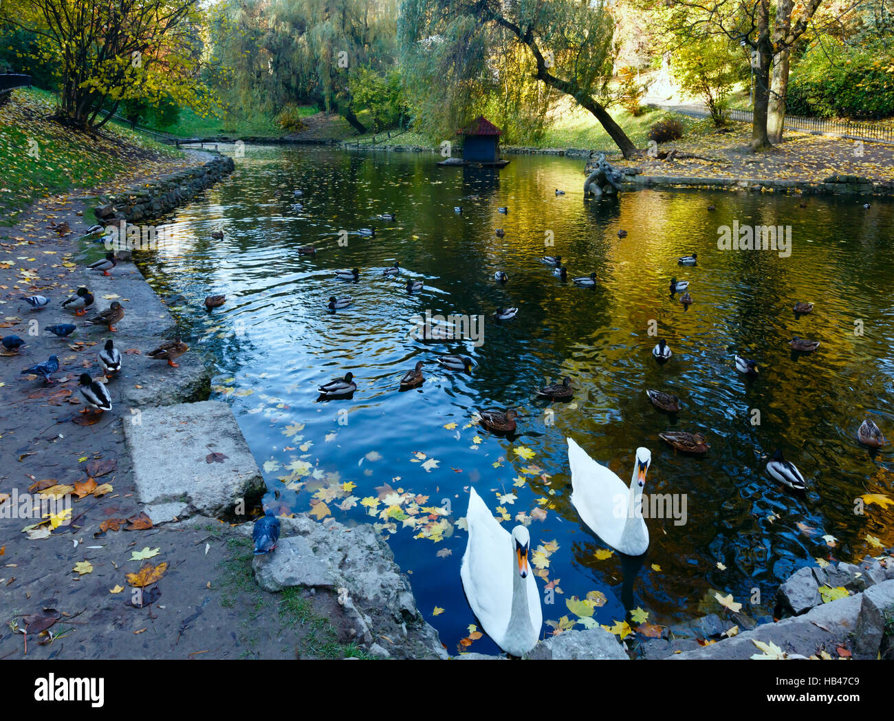 Pond with wild ducks and swans Stock Photo - Alamy