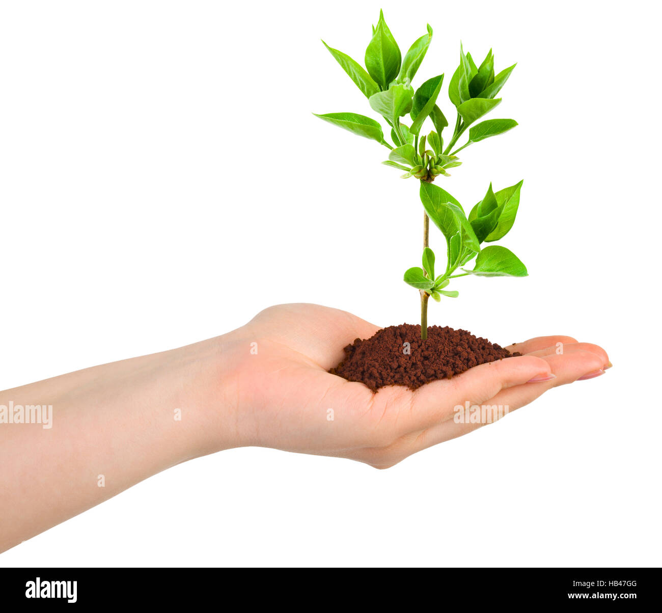 Hand and plant Stock Photo - Alamy