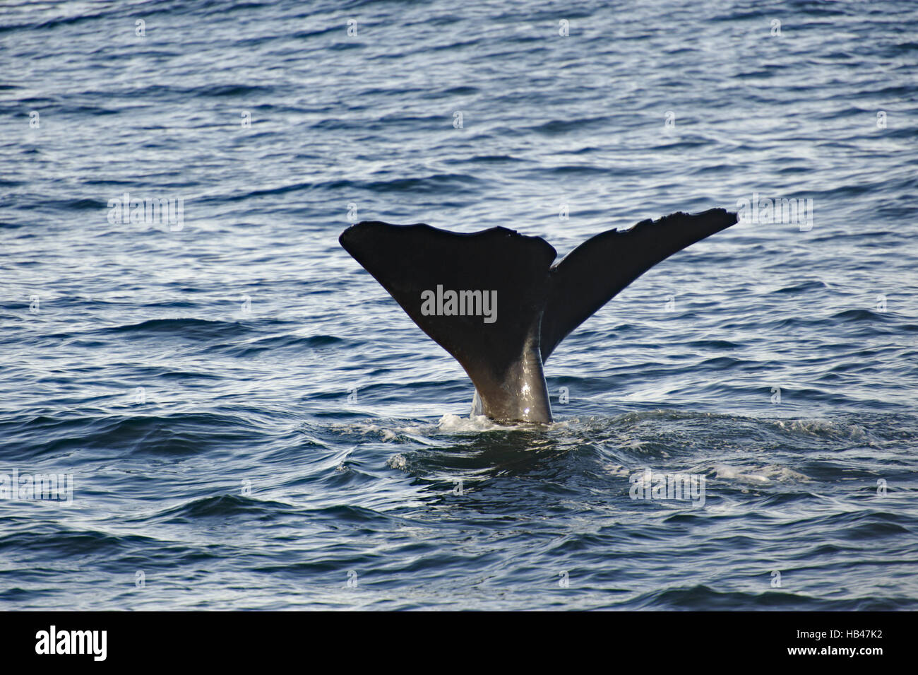 Whale tail pattern hi-res stock photography and images - Alamy