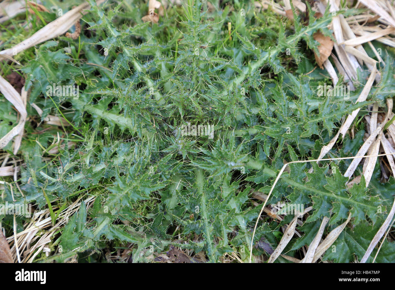 Sumpfkratzdistel hi-res stock photography and images - Alamy