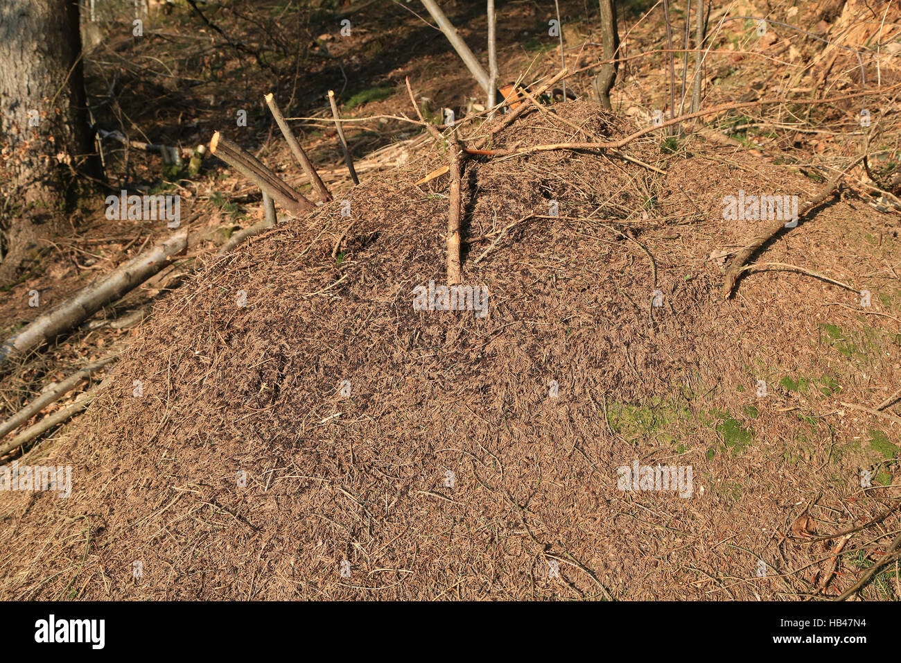 Ants on the anthill Stock Photo - Alamy