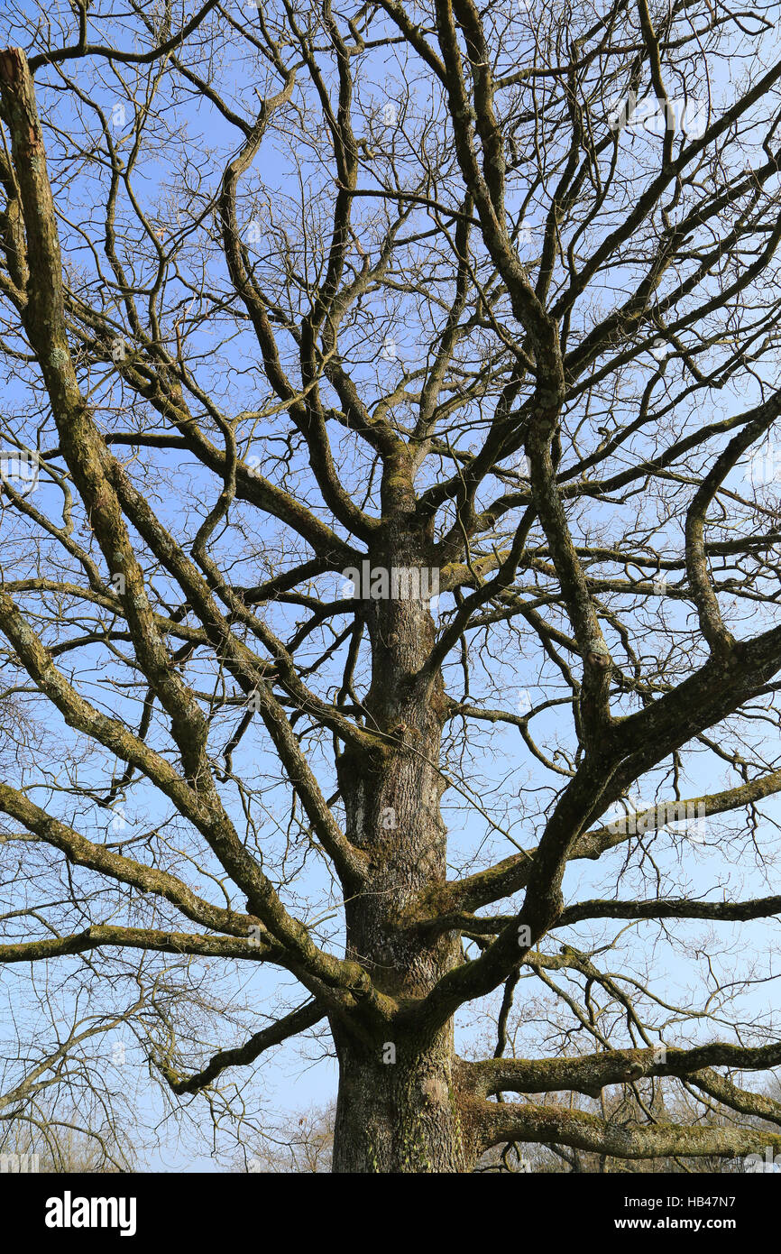 Oak branch structure hi-res stock photography and images - Alamy