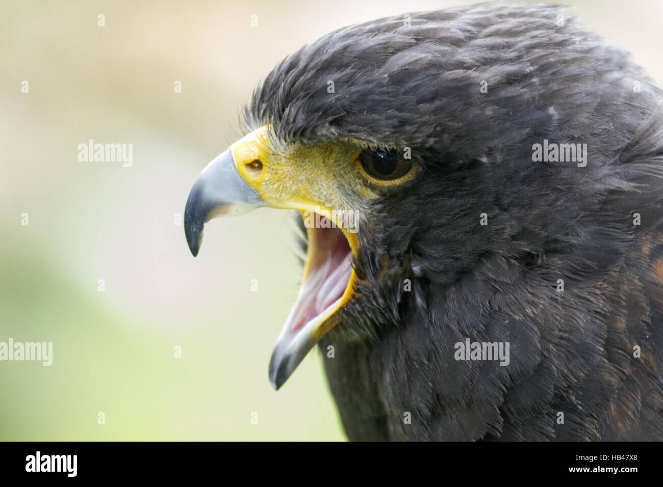 Desert buzzard - Harris Hawk Stock Photo - Alamy
