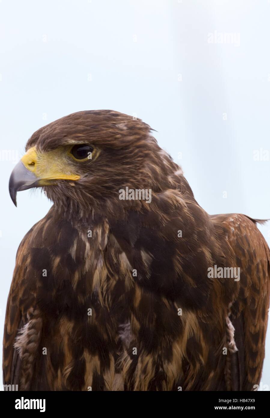Desert buzzard - Harris Hawk Stock Photo - Alamy