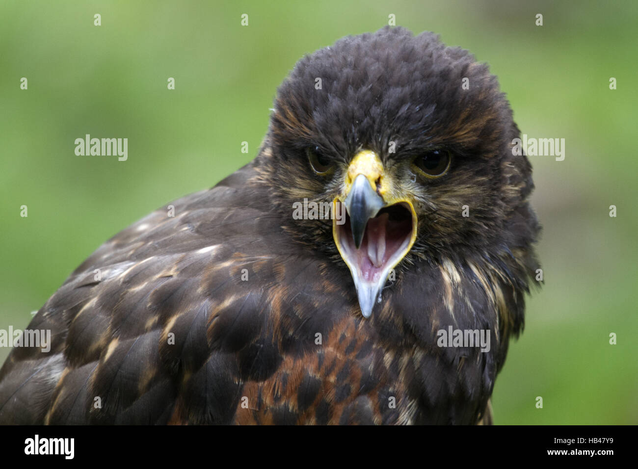 Desert buzzard - Harris Hawk Stock Photo - Alamy