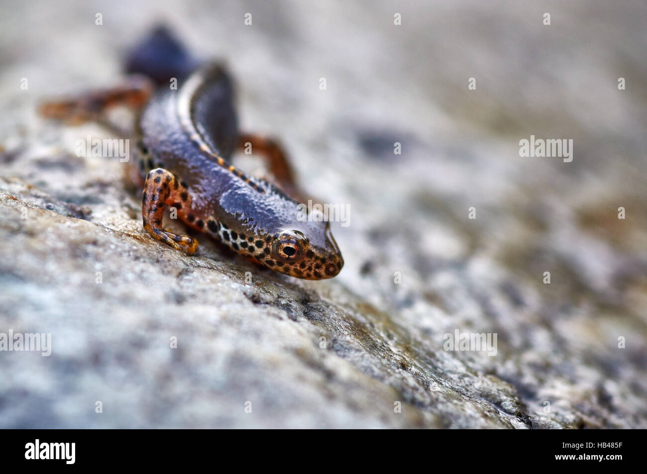 Alpine newt hi-res stock photography and images - Alamy