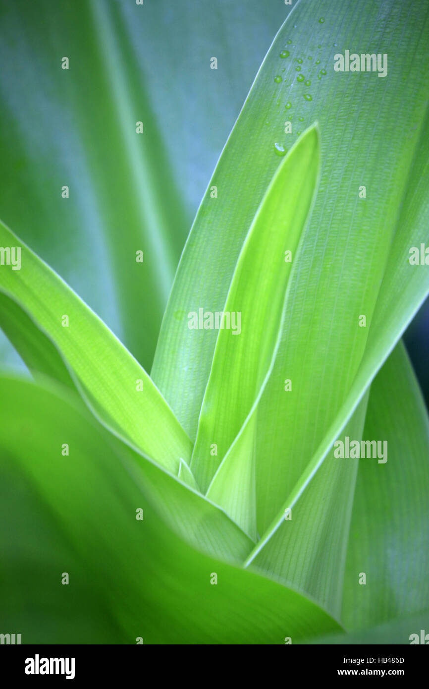 Close up of a leaf Stock Photo - Alamy