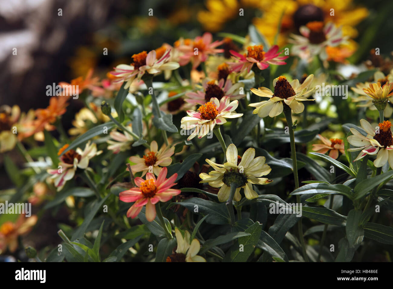 Spring flowers in the meadow Stock Photo - Alamy