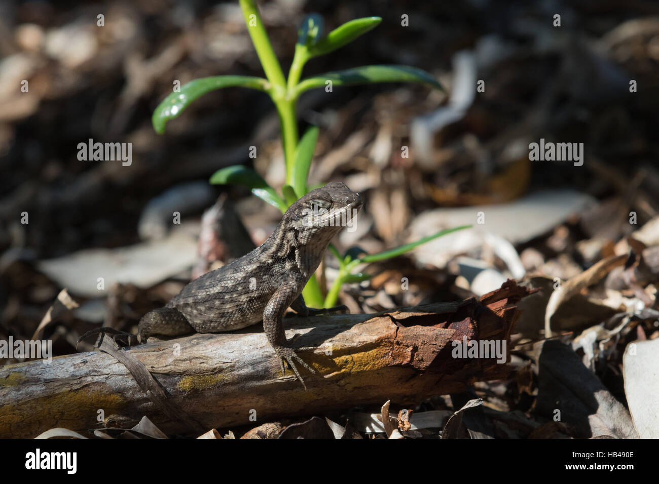 Zebra-tailed Lizard (Callisaurus draconoides), Tavernier, Key Largo ...