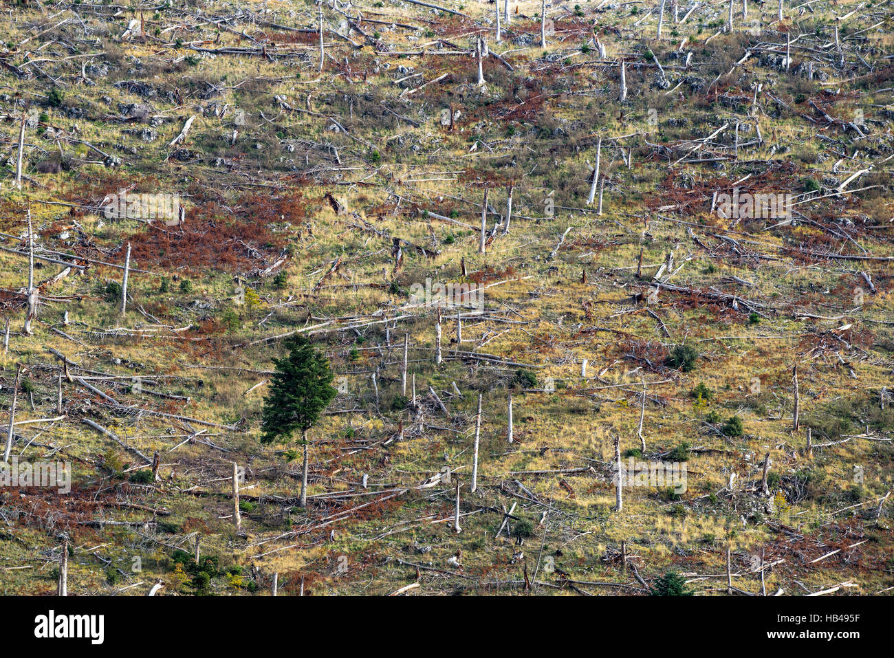 Regeneration after forest fire hi-res stock photography and images - Alamy