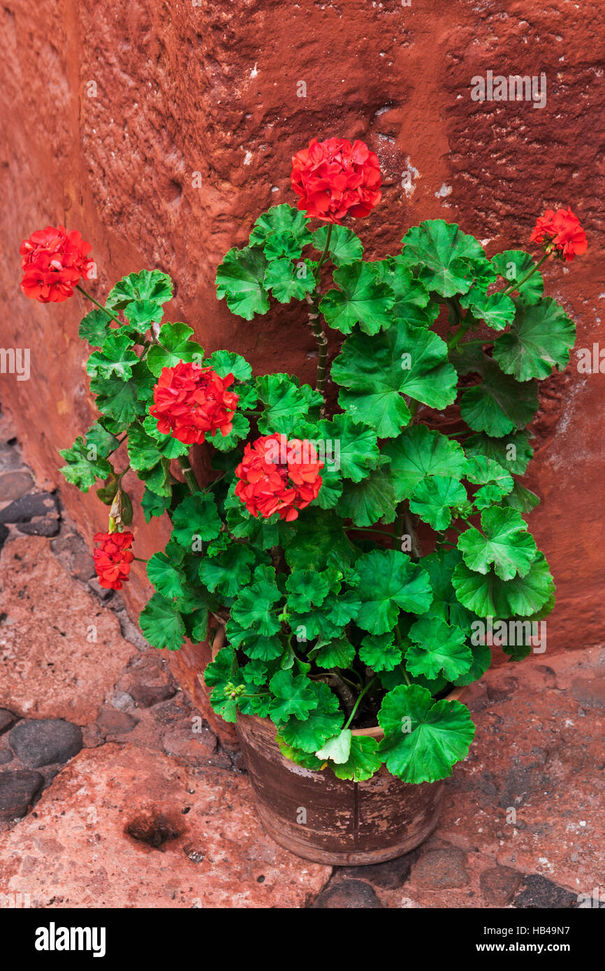 geranium standing on the corner Stock Photo - Alamy
