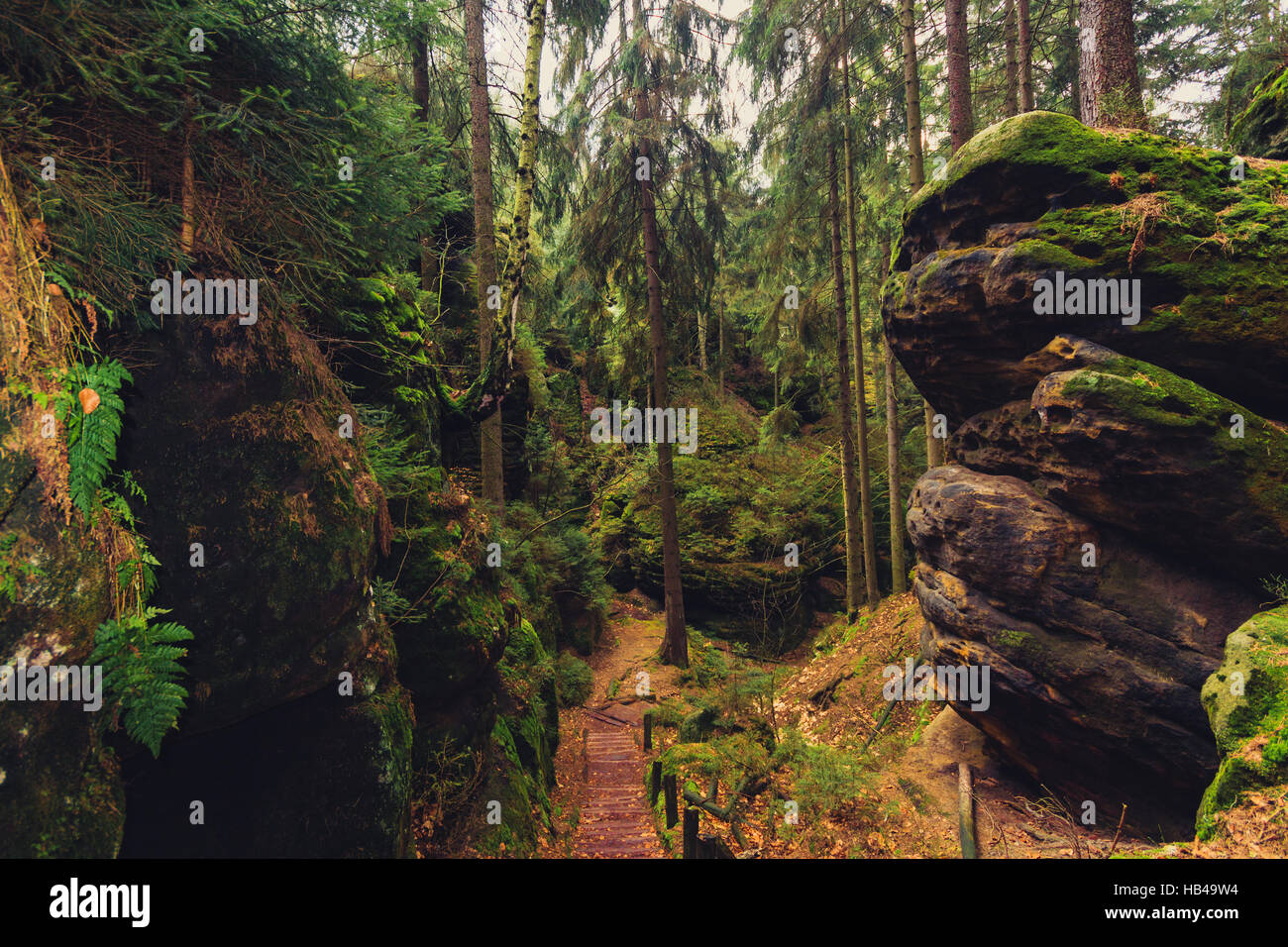 Hiking through forest park hi-res stock photography and images - Alamy