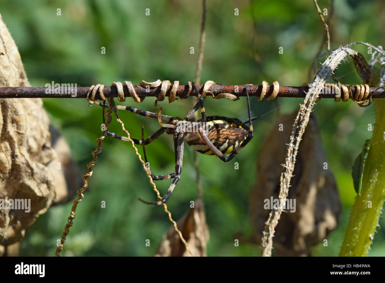 Crawling spider hi-res stock photography and images - Alamy